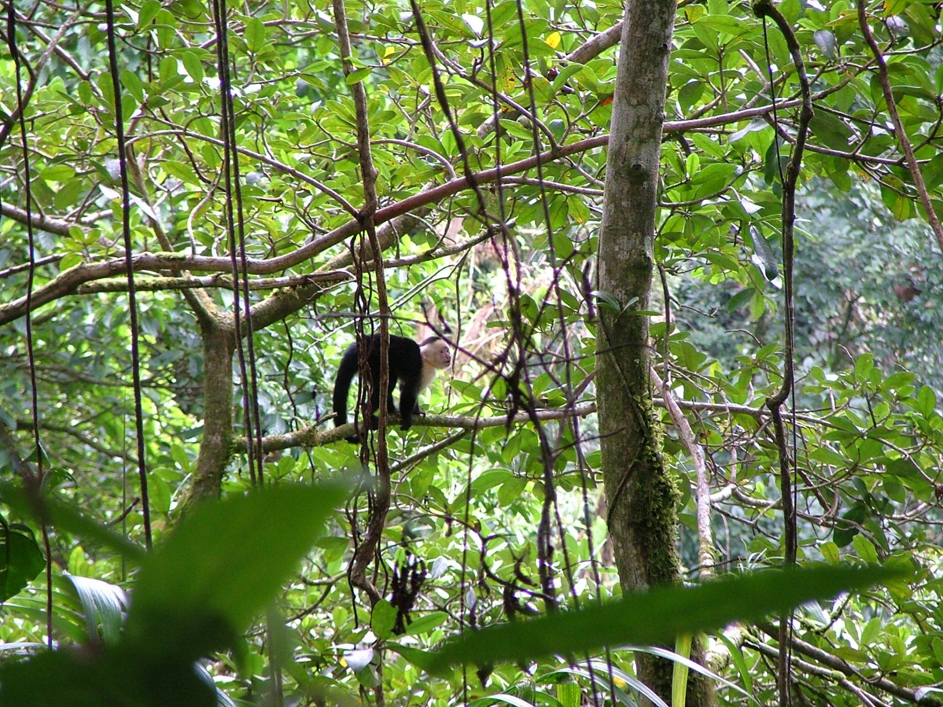 Costa-Rica – Projet-Biodiv