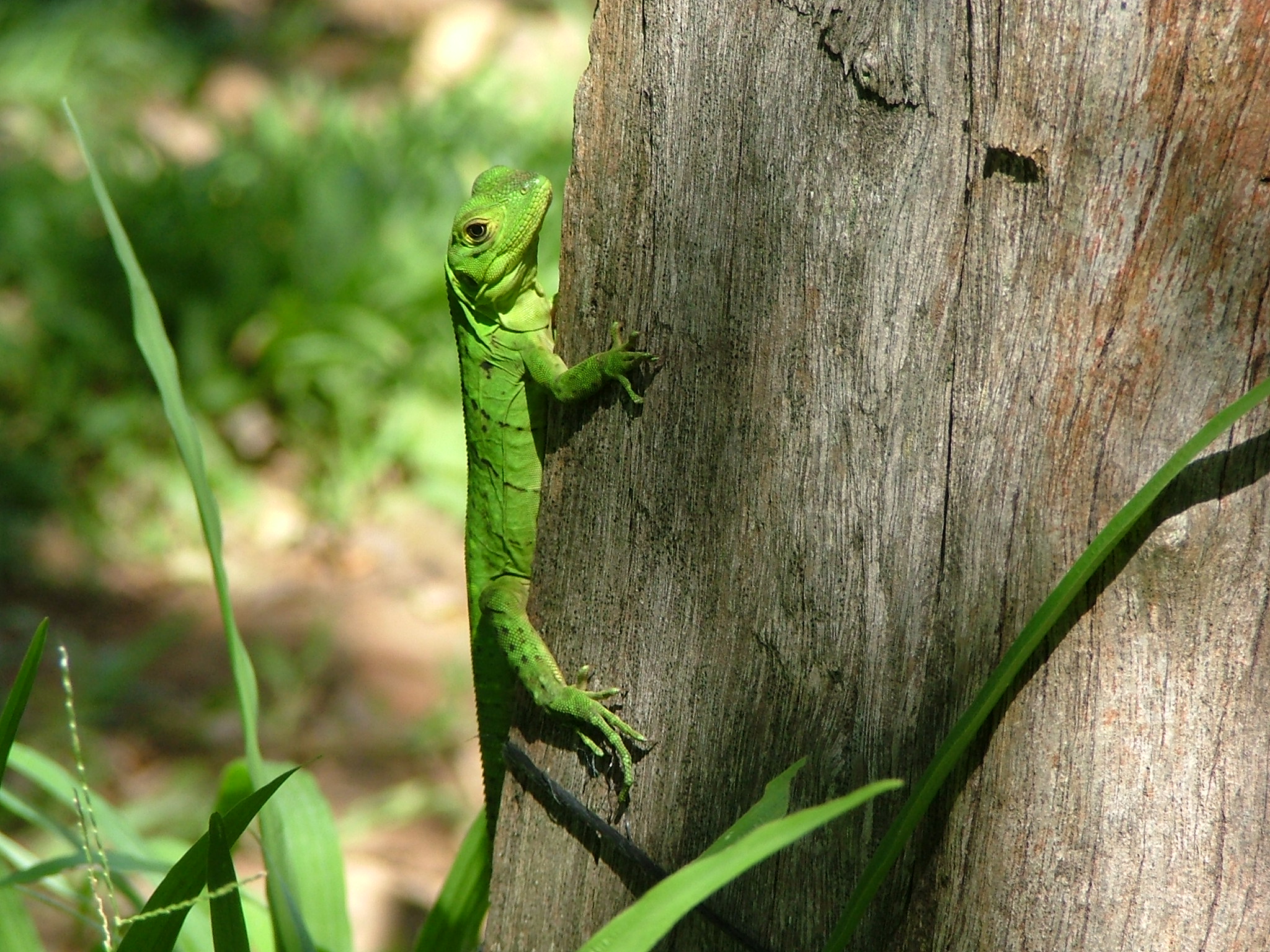 Costa-Rica – Projet-Biodiv