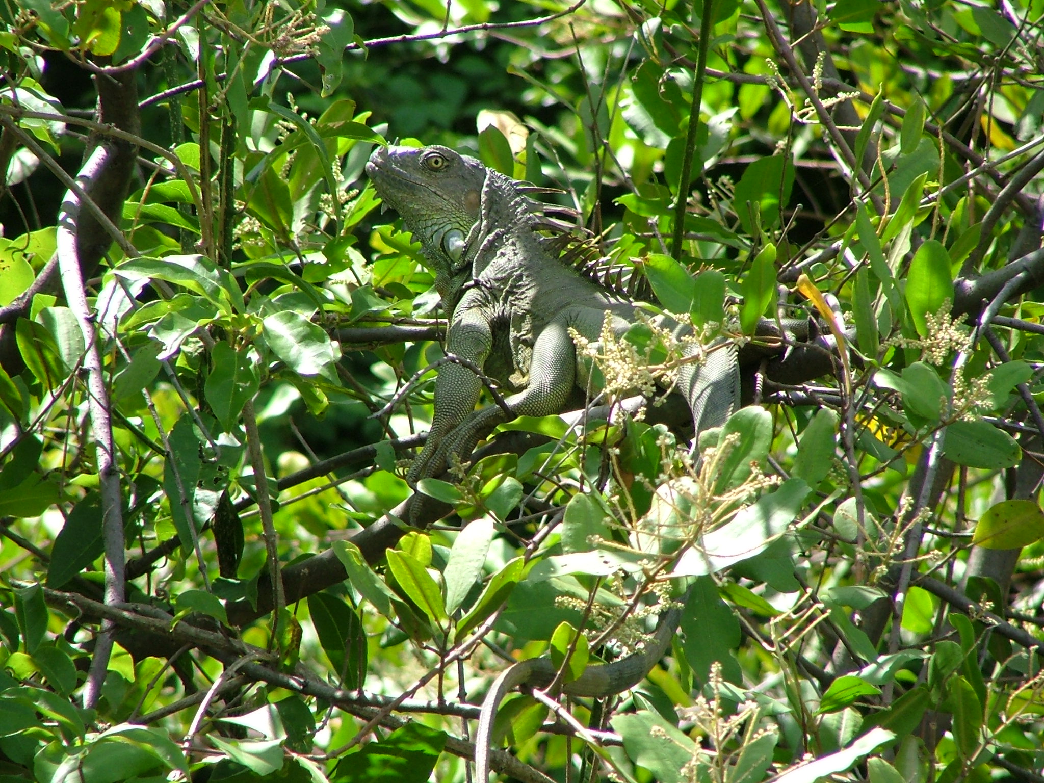 Costa-Rica – Projet-Biodiv