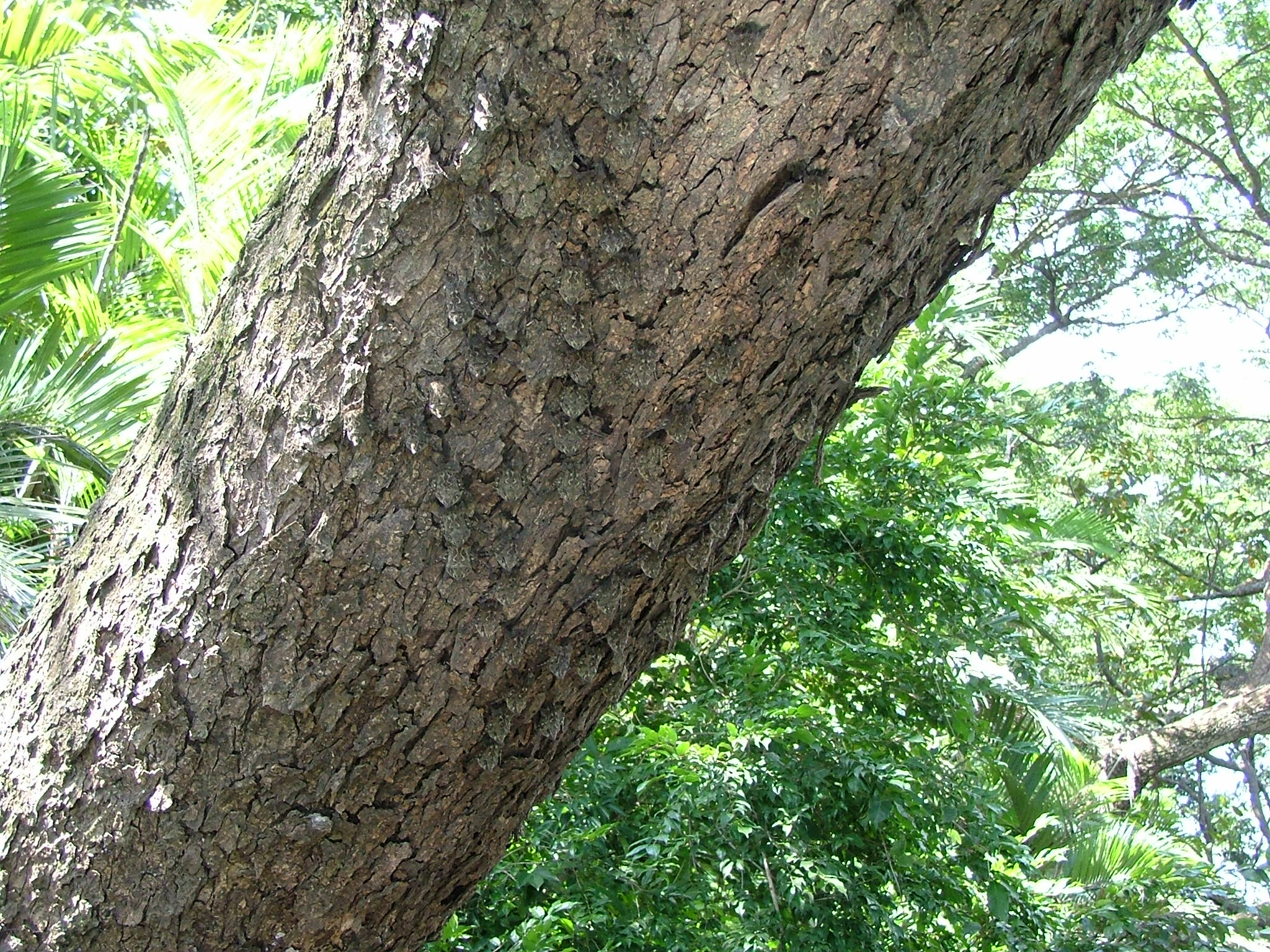 Costa-Rica – Projet-Biodiv