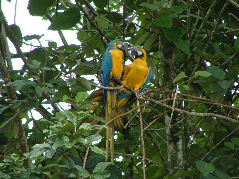 Costa-Rica – Projet-Biodiv